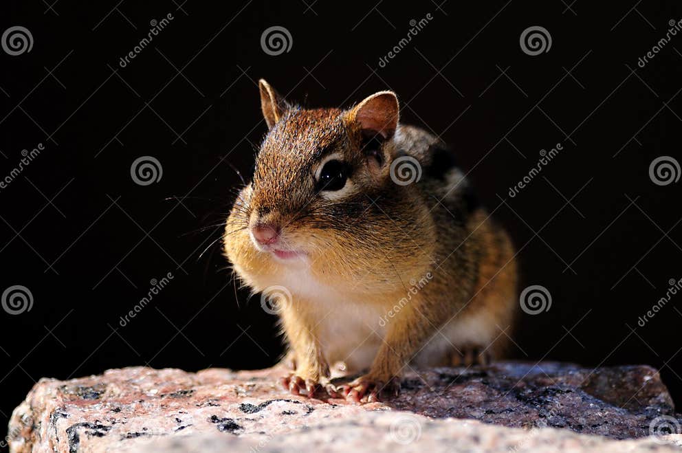 Chipmunk stock photo. Image of chipmunk, mammal, rodent - 16184762
