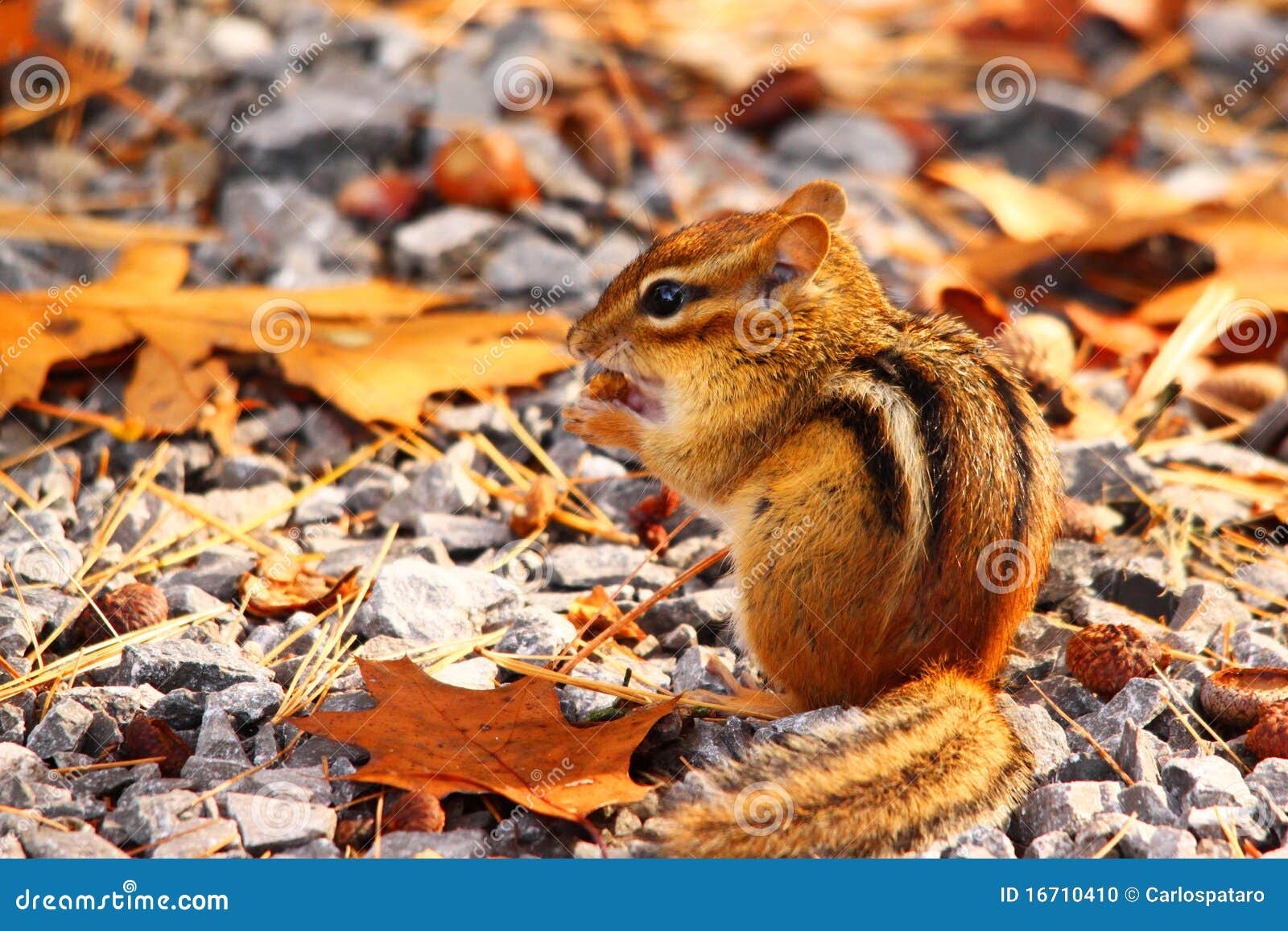 Chipmunk stock photo. Image of wildlife, outdoors, feeding - 16710410