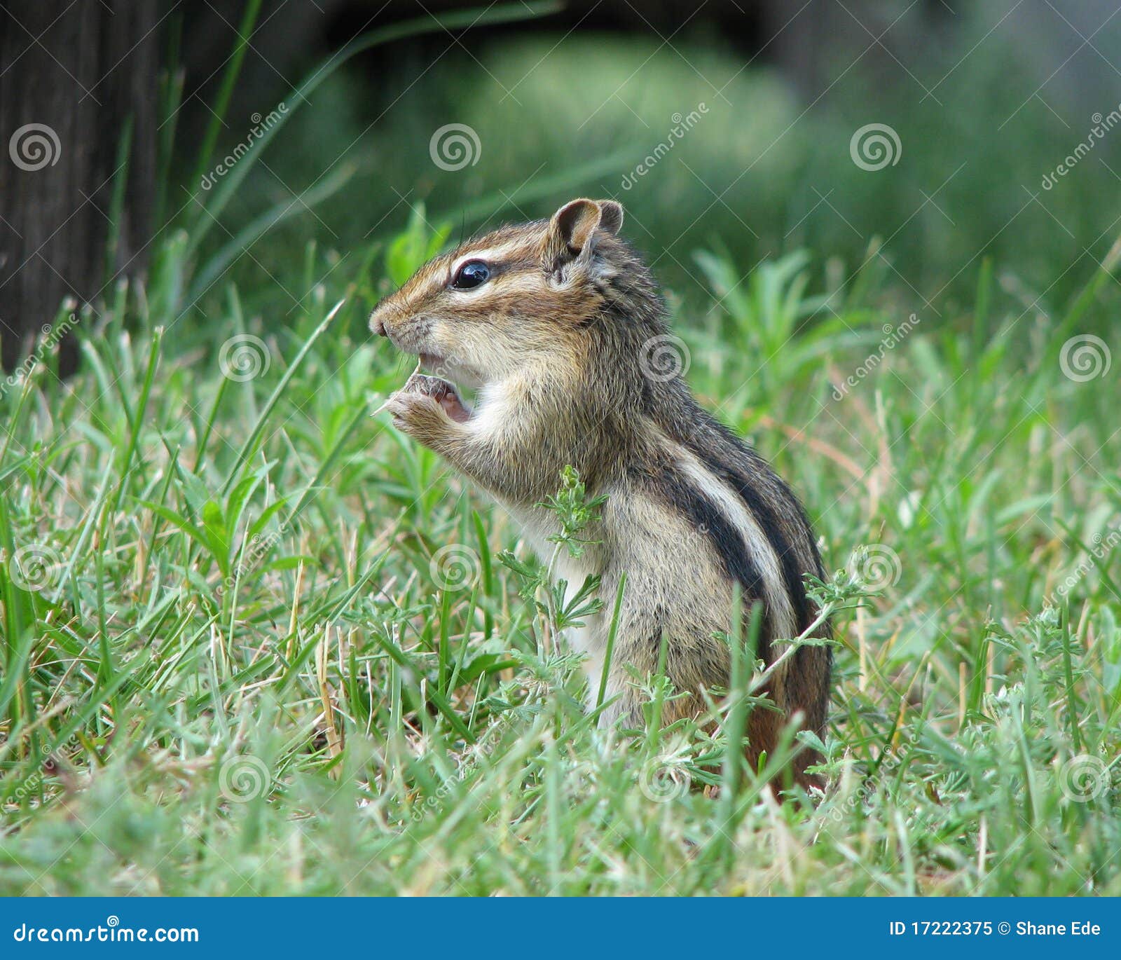 Chipmunk stock image. Image of forest, outdoors, animal - 17222375