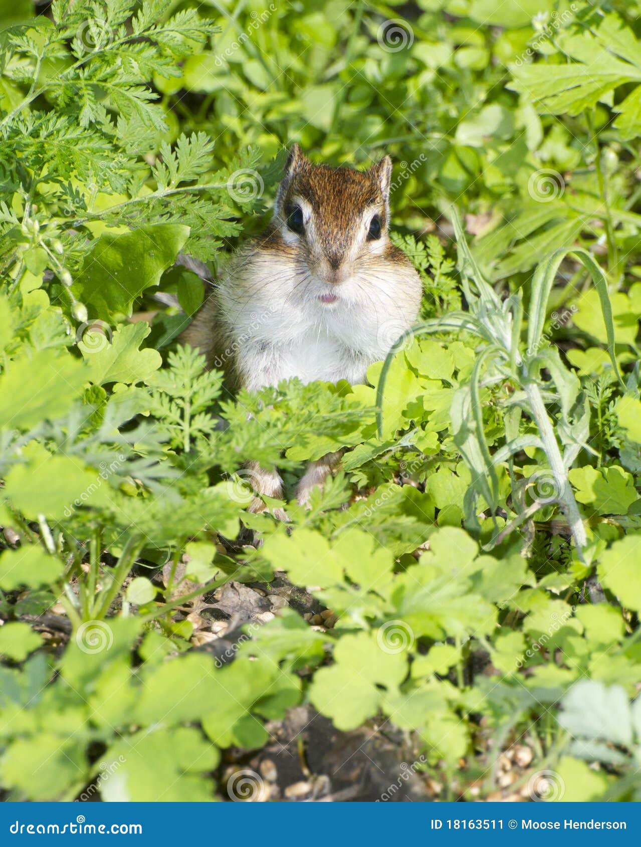 Chipmunk stock image. Image of creature, zoology, green - 18163511