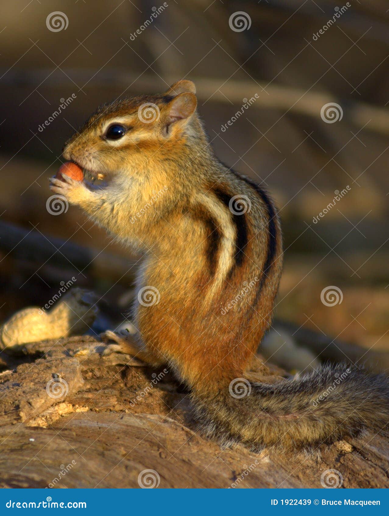 Chipmunk stock image. Image of animal, rodent, chipmunk - 1922439