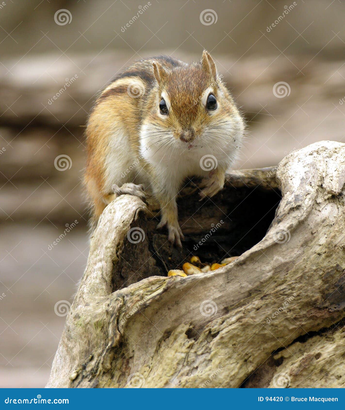 Chipmunk 2 stock photo. Image of animal, nuts, wildlife - 94420