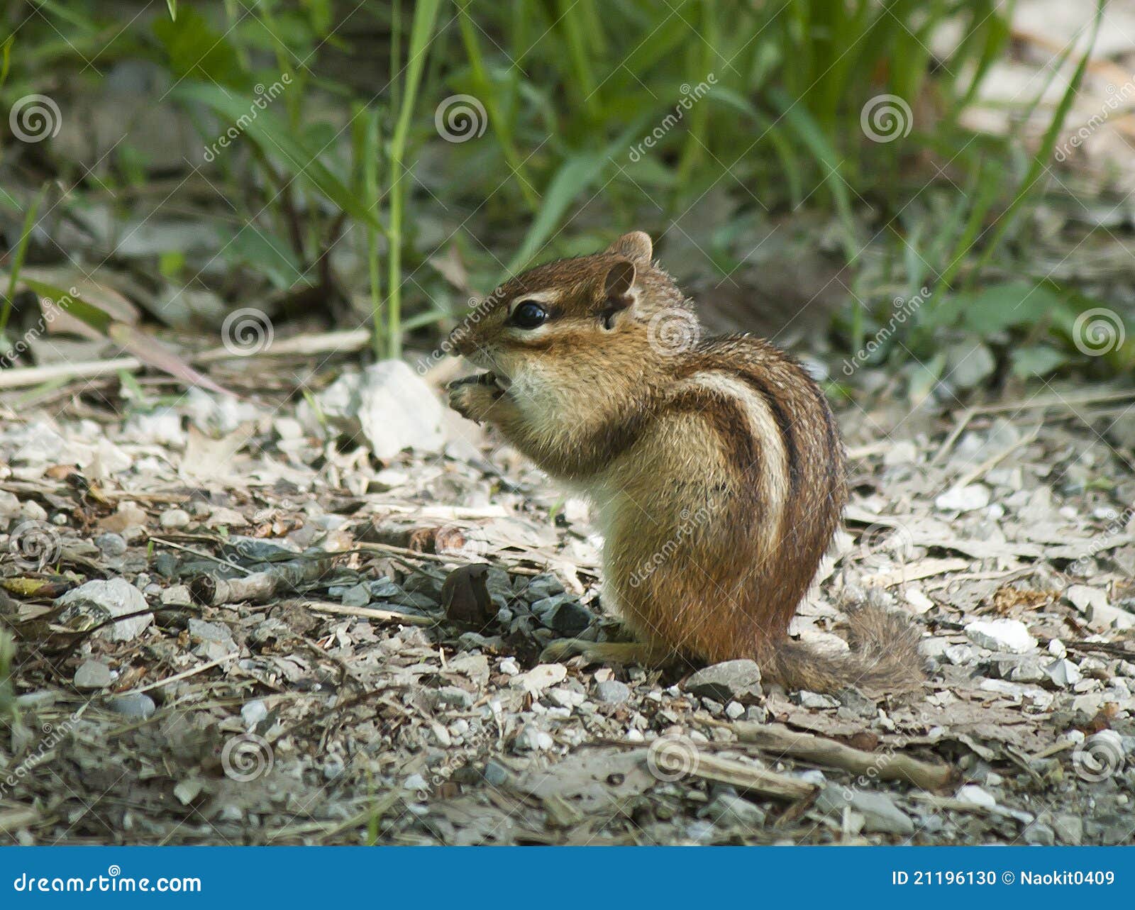Chipmunk stock photo. Image of side, mammal, chipmunk - 21196130