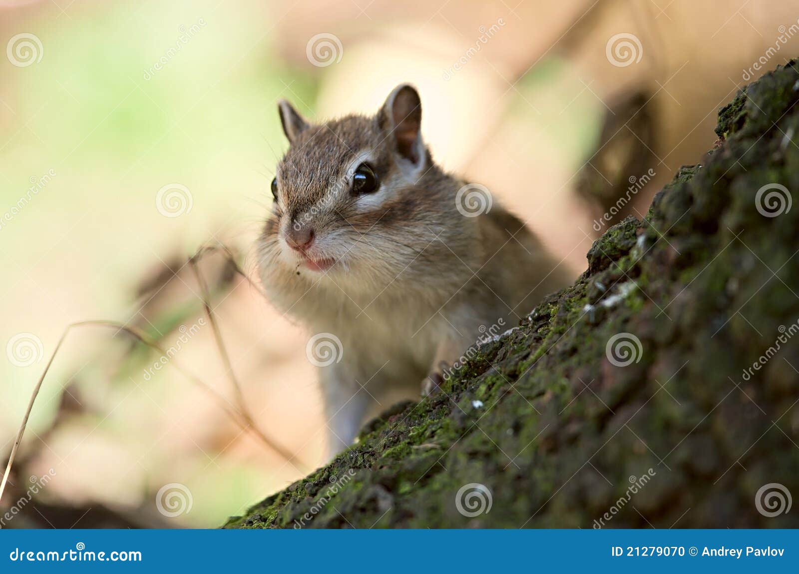 Chipmunk stock photo. Image of creature, looking, pose - 21279070