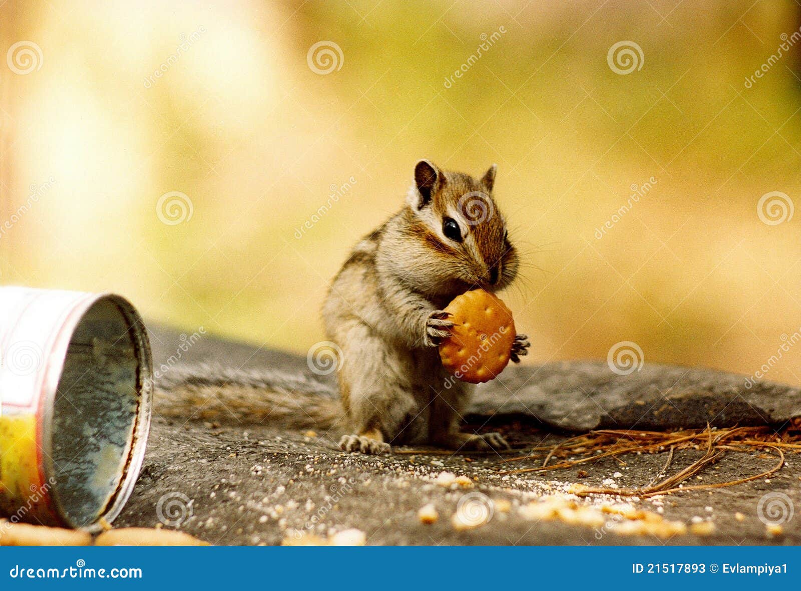 Chipmunk stock image. Image of eating, conservation, cheery - 21517893