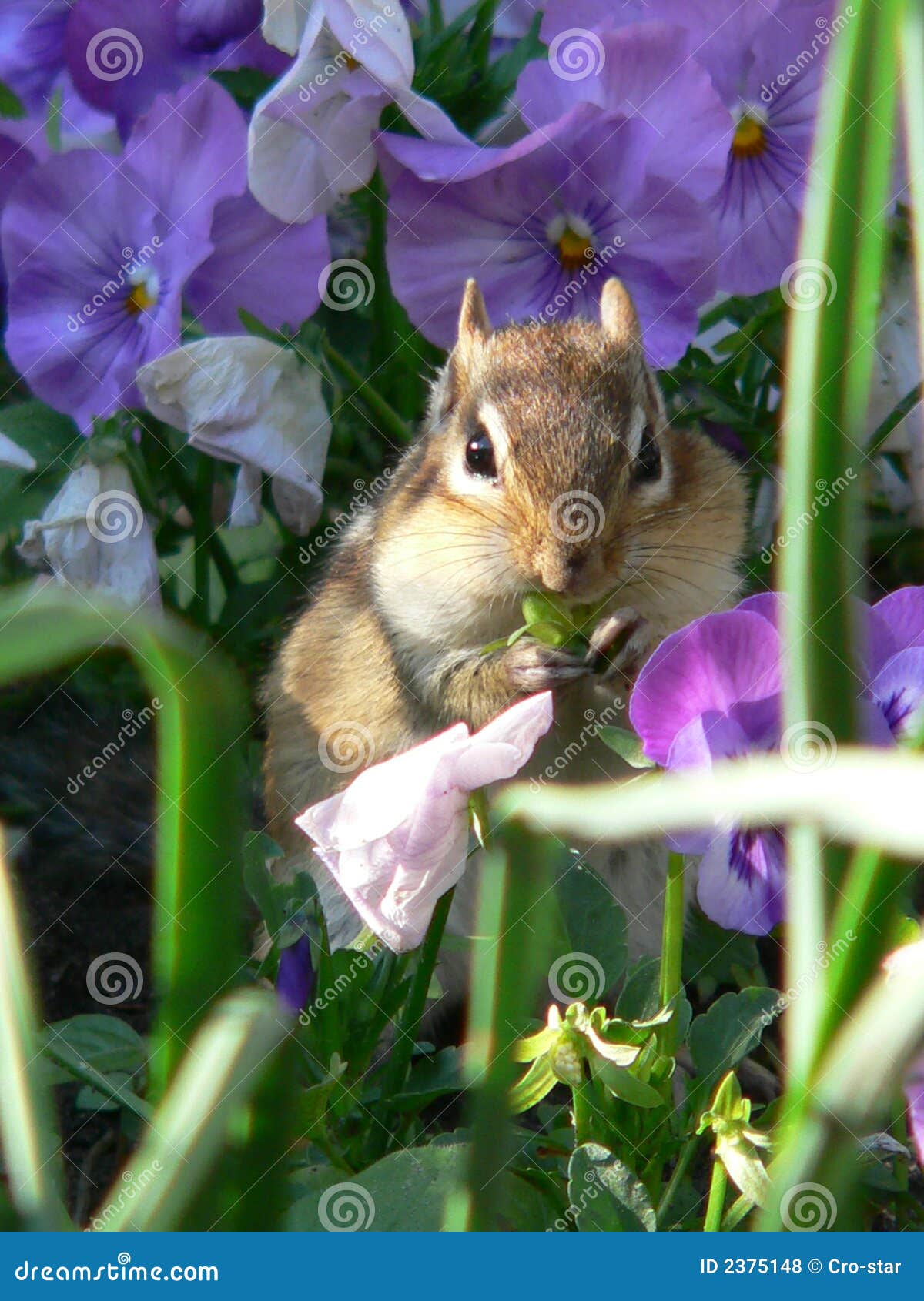 Chipmunk stock photo. Image of cute, green, chipmunk, food - 2375148