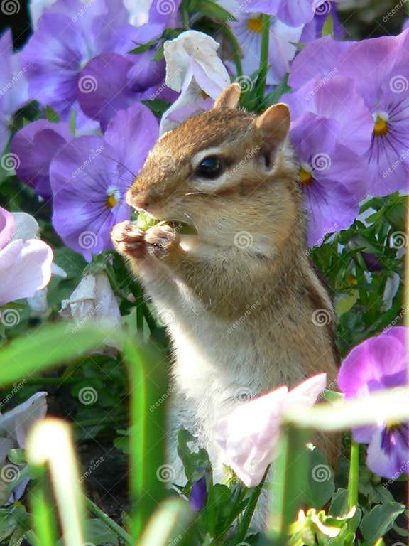Chipmunk in Flowers stock photo. Image of animals, cute - 2375160