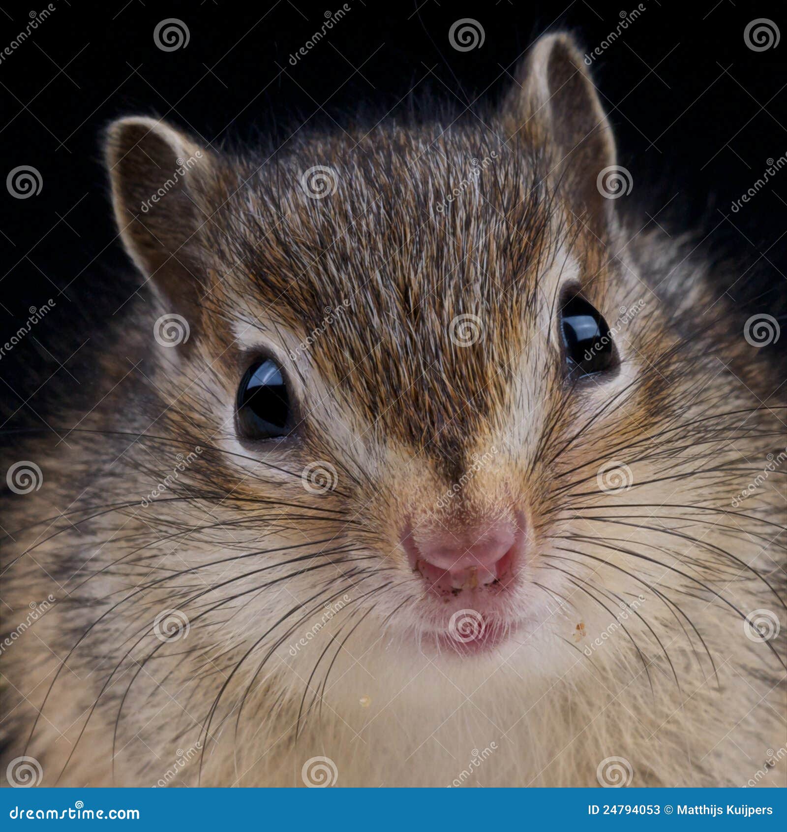 Chipmunk stock image. Image of furry, striped, wildlife - 24794053
