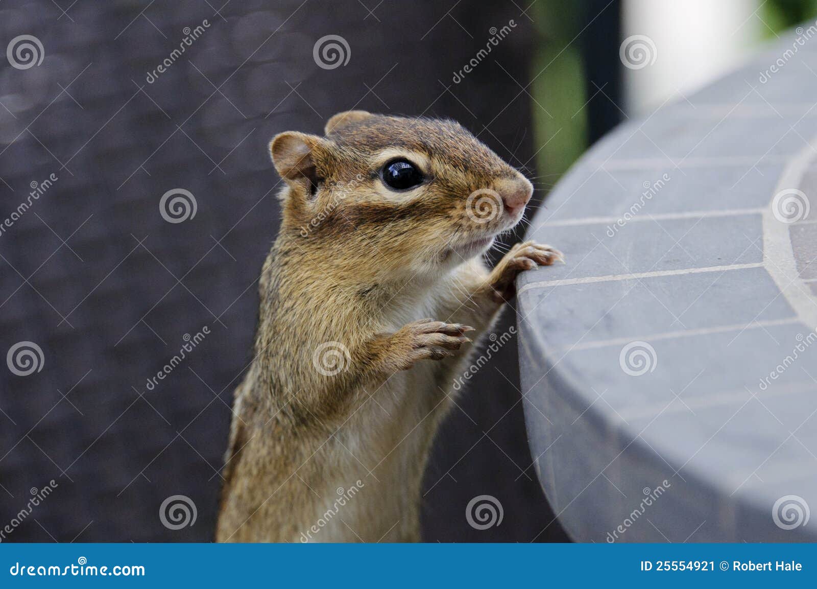 Chipmunk stock image. Image of looking, wild, adorable - 25554921