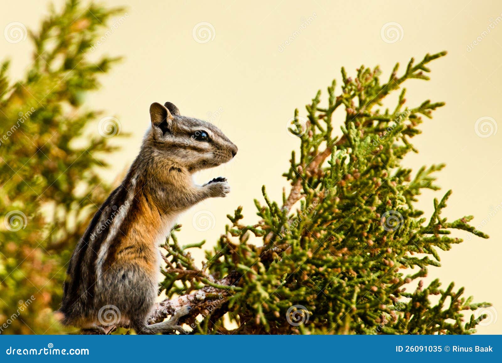 Chipmunk stock image. Image of juniperus, climbing, climb - 26091035