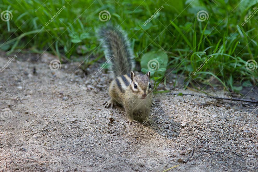Chipmunk stock photo. Image of green, brown, grass, chipmunk - 26380632