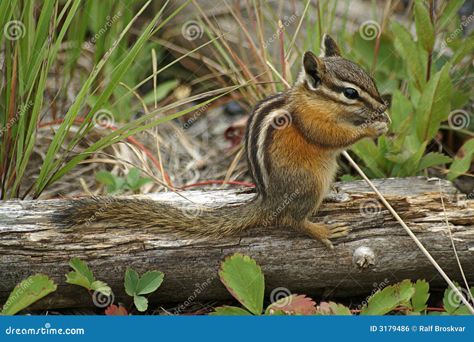 Chipmunk stock photo. Image of cheeks, animals, friendly - 3179486
