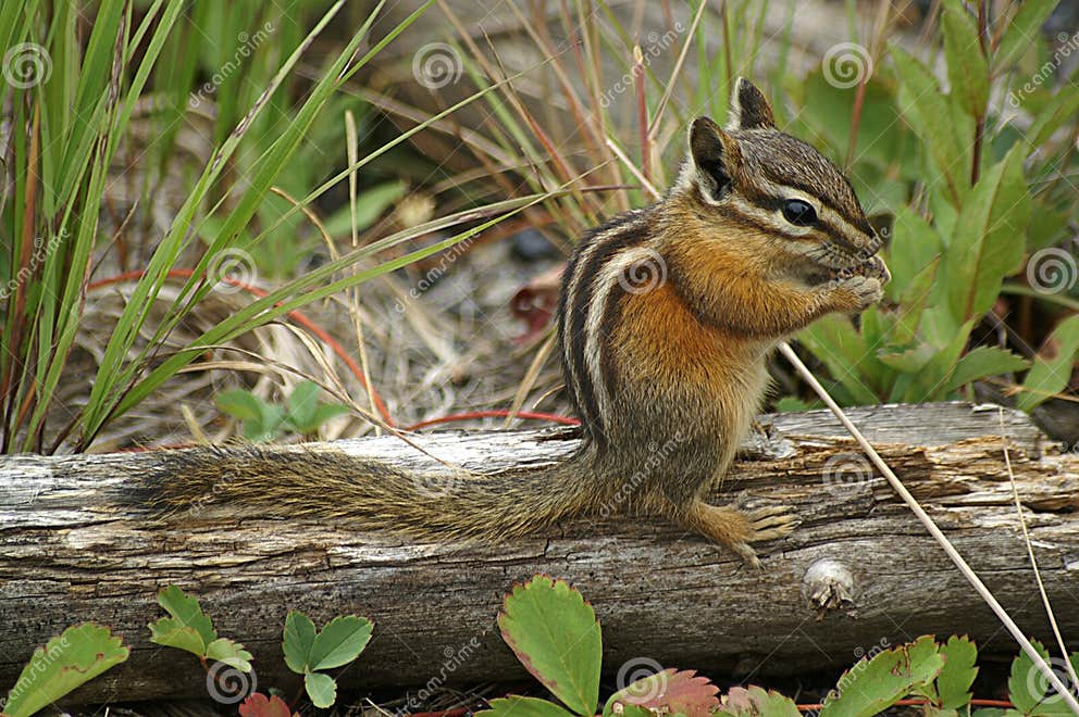 Chipmunk stock photo. Image of cheeks, animals, friendly - 3179486
