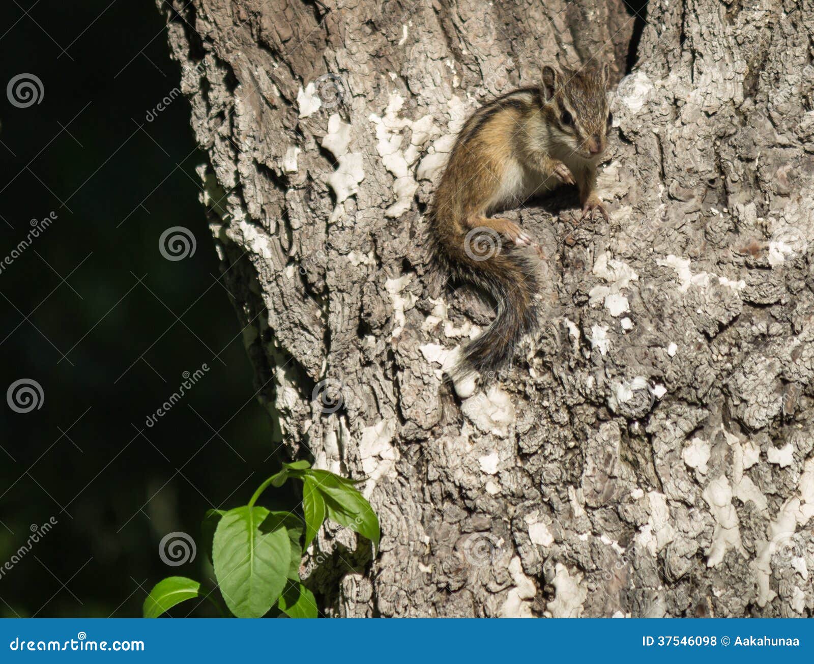 Chipmunk stock photo. Image of squirrels, wildlife, chipmunks - 37546098