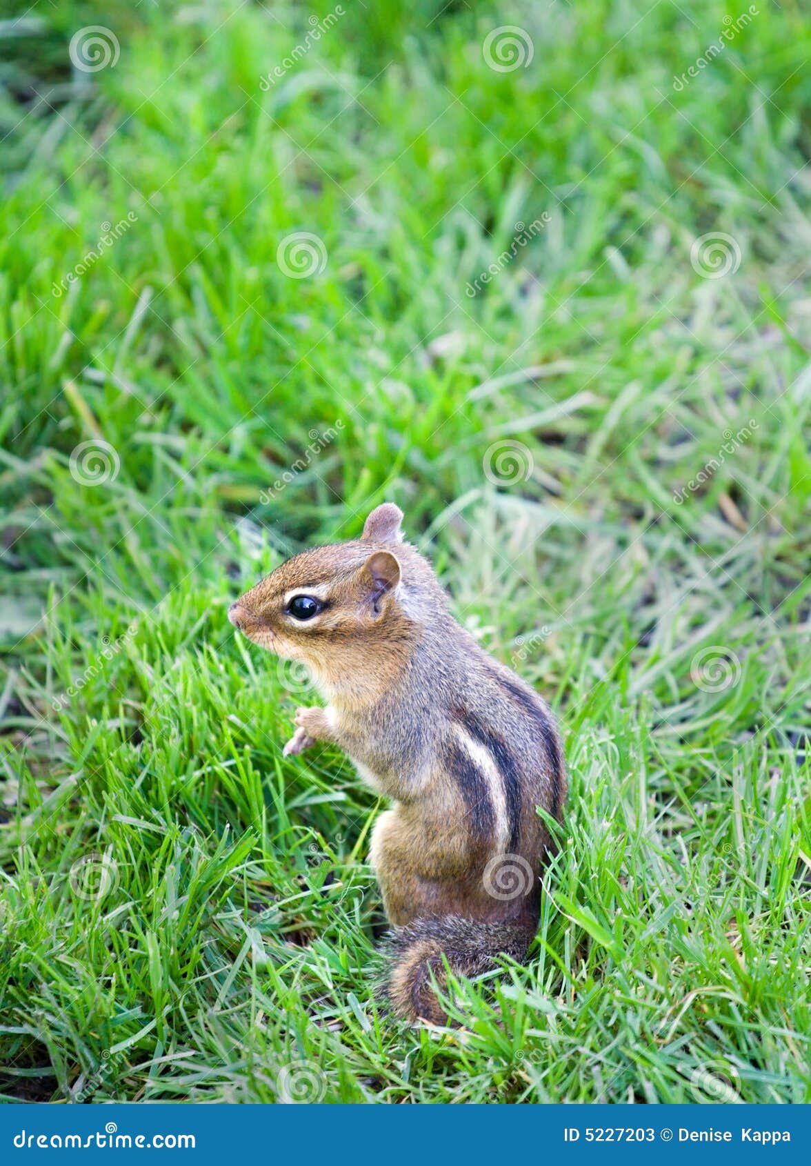 Chipmunk stock image. Image of striped, animal, furry - 5227203