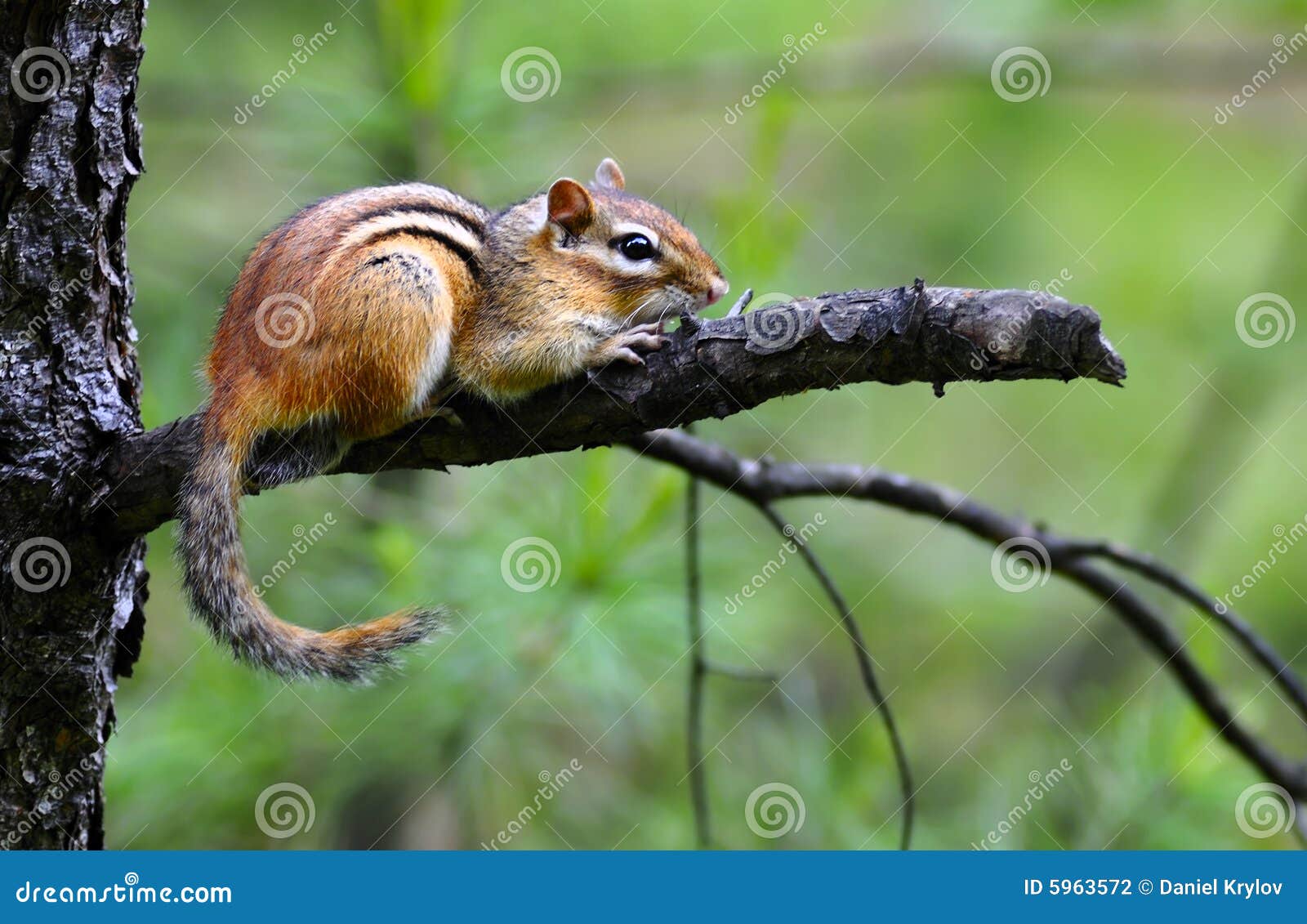 Chipmunk stock photo. Image of ears, climb, bough, wildlife - 5963572