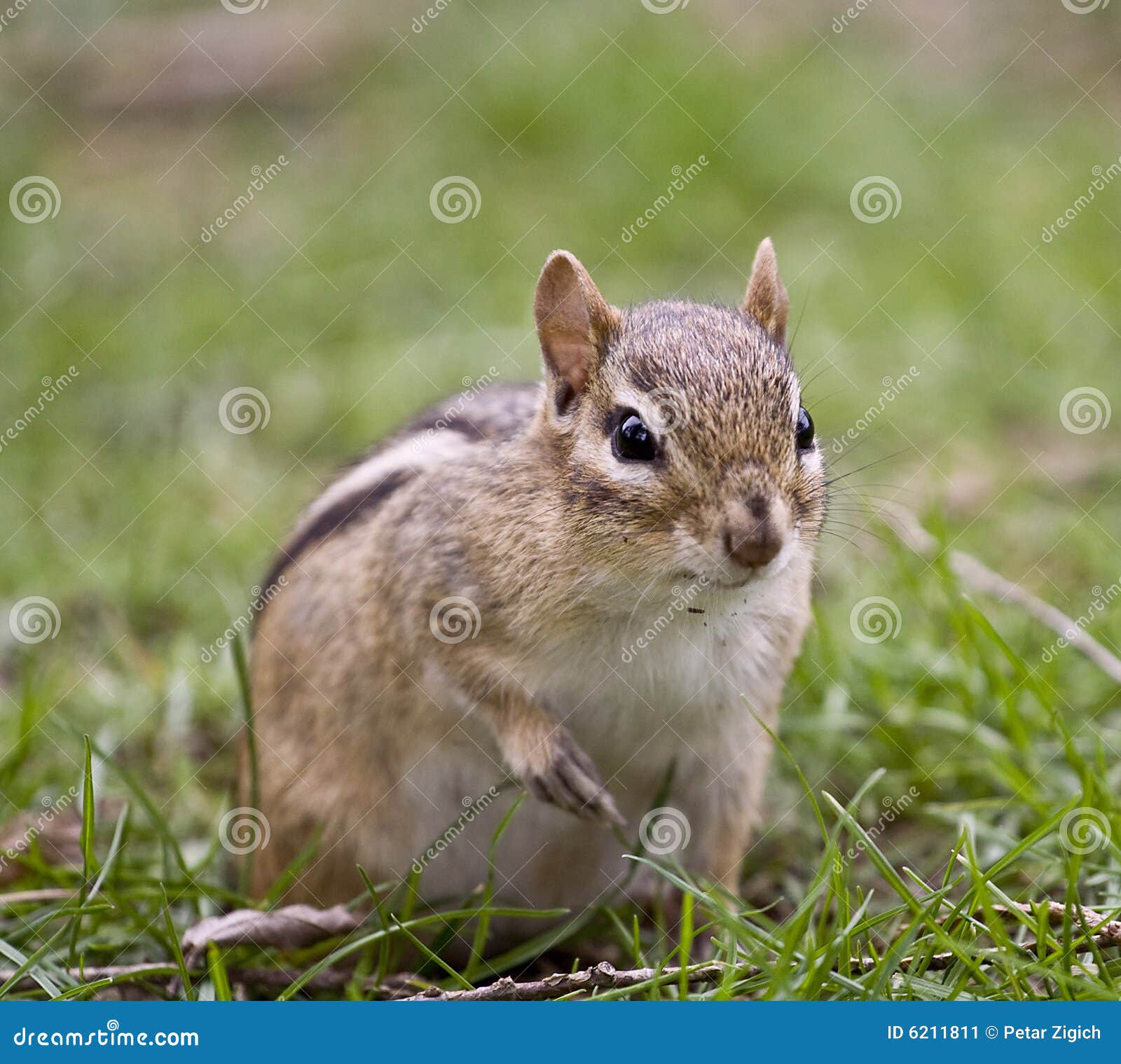 Chipmunk stock image. Image of food, lovely, nose, eyes - 6211811