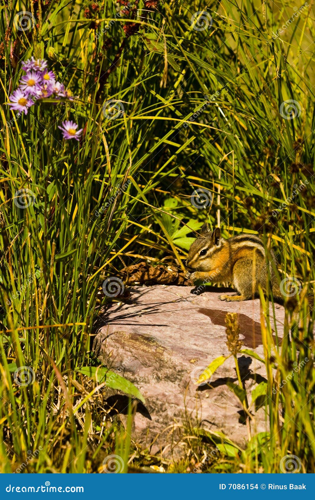 Chipmunk stock photo. Image of mammal, omnivore, purple - 7086154