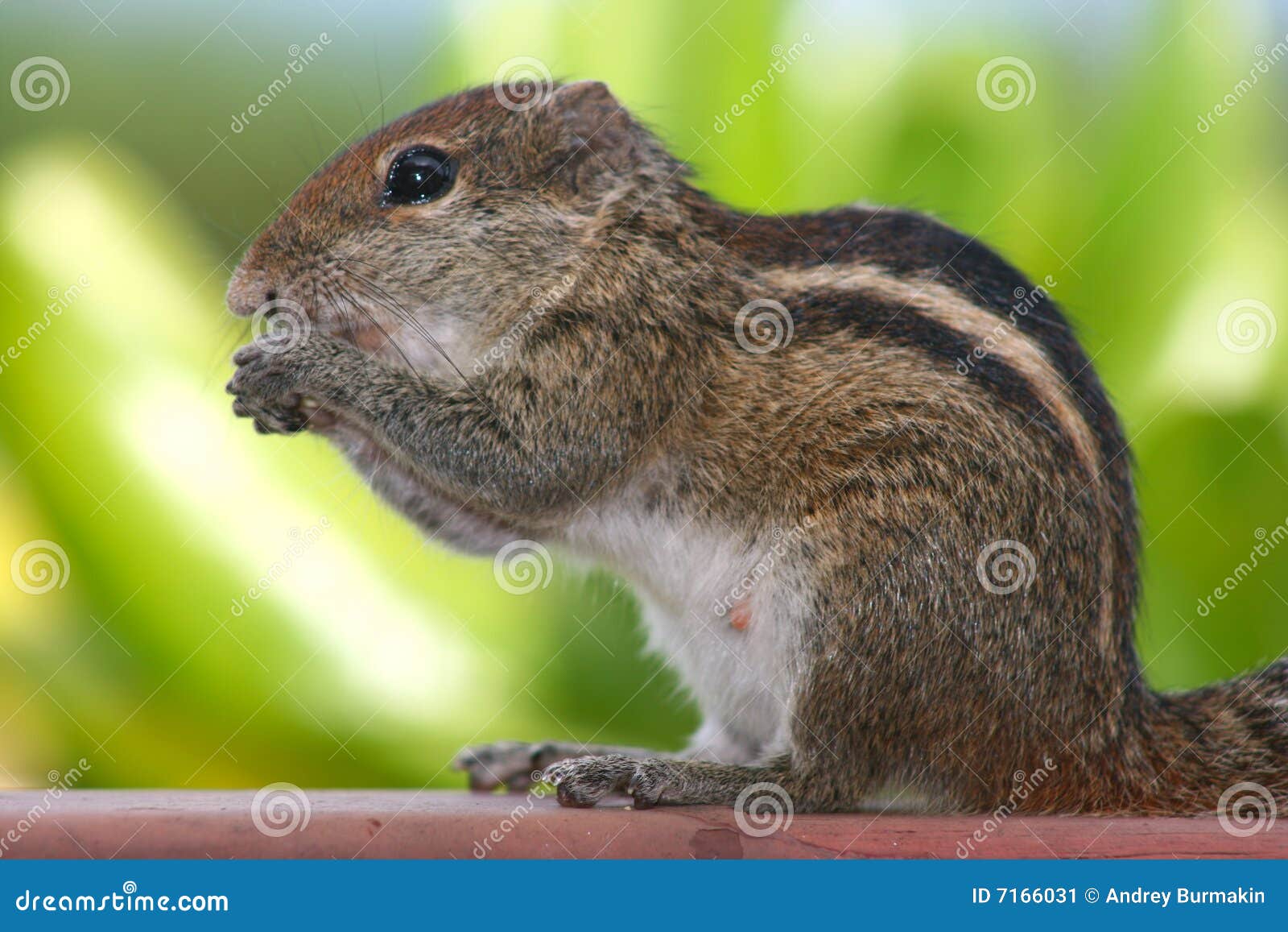 Chipmunk stock image. Image of eating, cute, furry, wild - 7166031