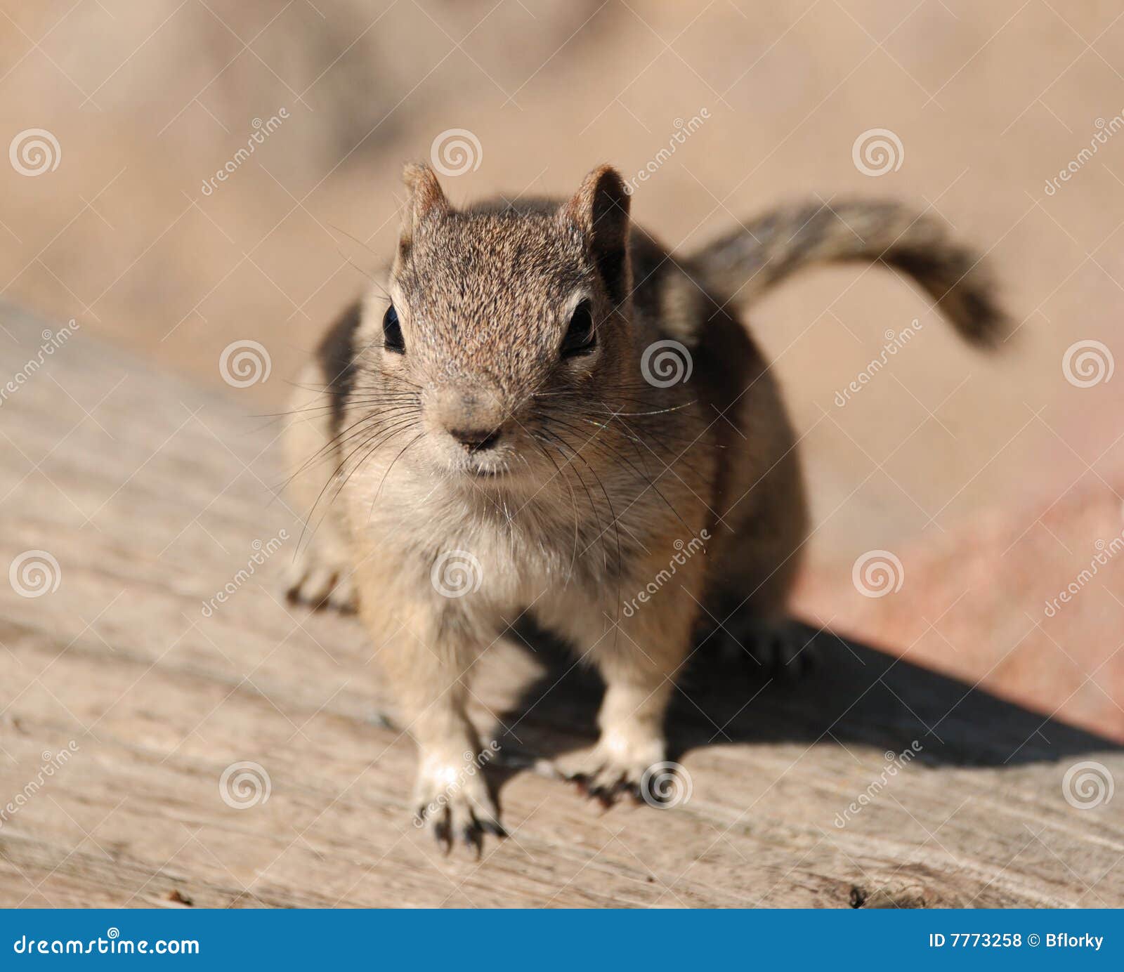 Chipmunk stock photo. Image of ears, chipmunk, cute, face - 7773258