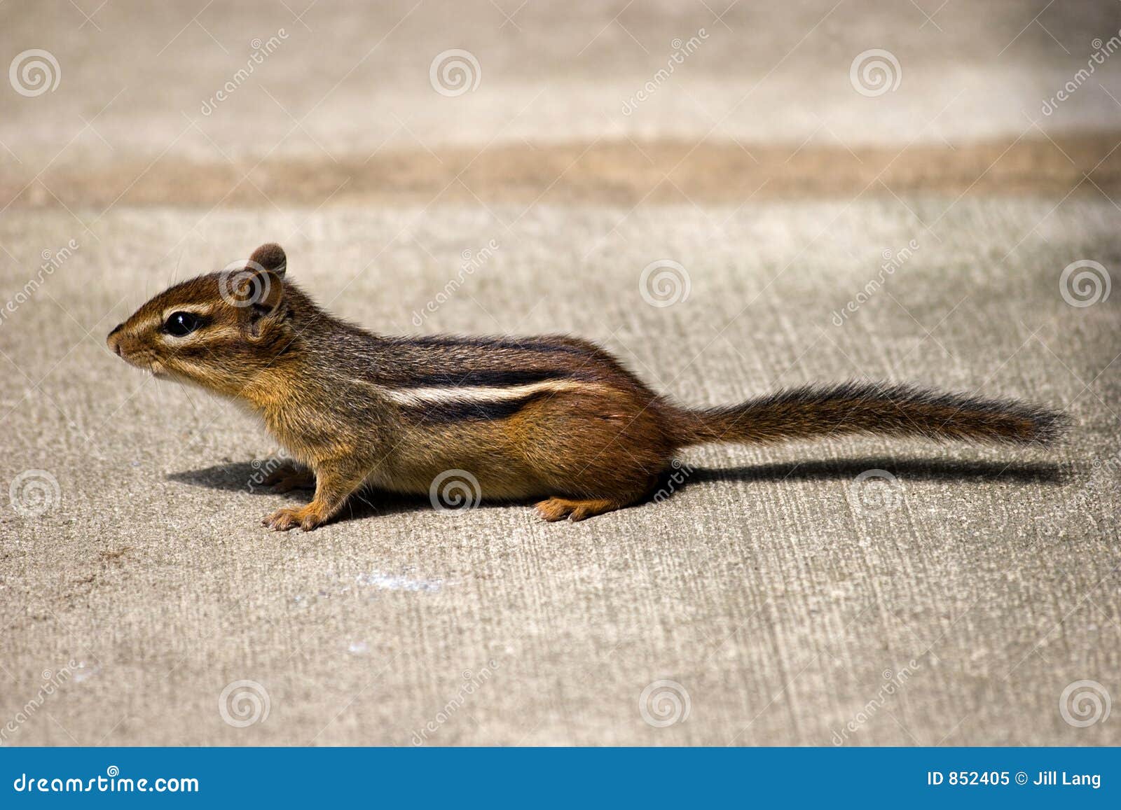 Chipmunk stock image. Image of squirrel, ground, rodent - 852405