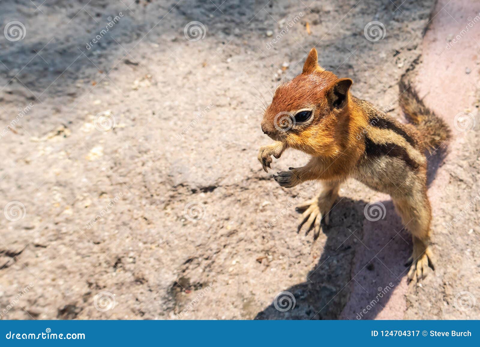 Chipmunk from Above stock image. Image of fauna, claws - 124704317