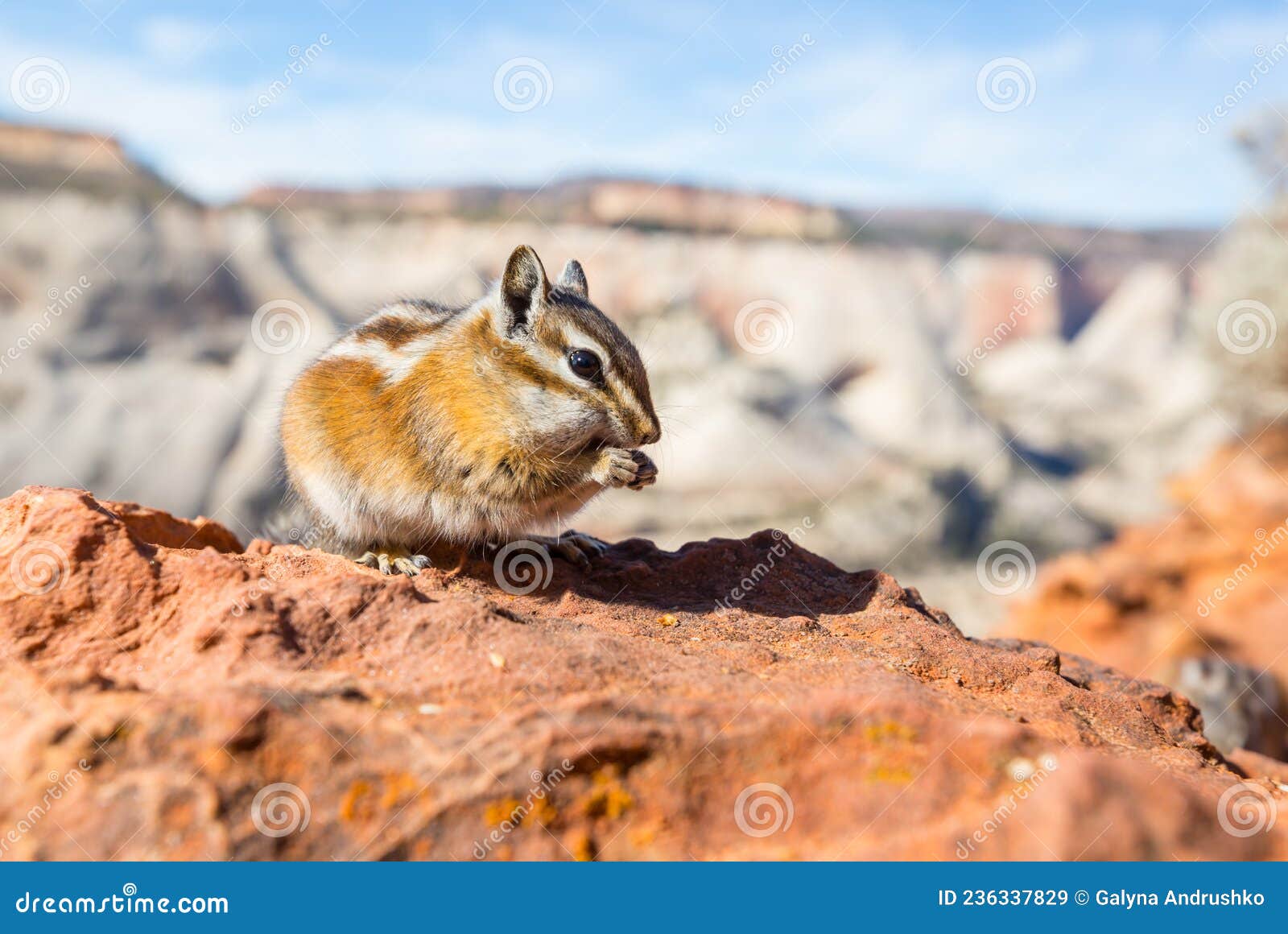 Chipmunk stock image. Image of curiosity, forest, chipmunk - 236337829