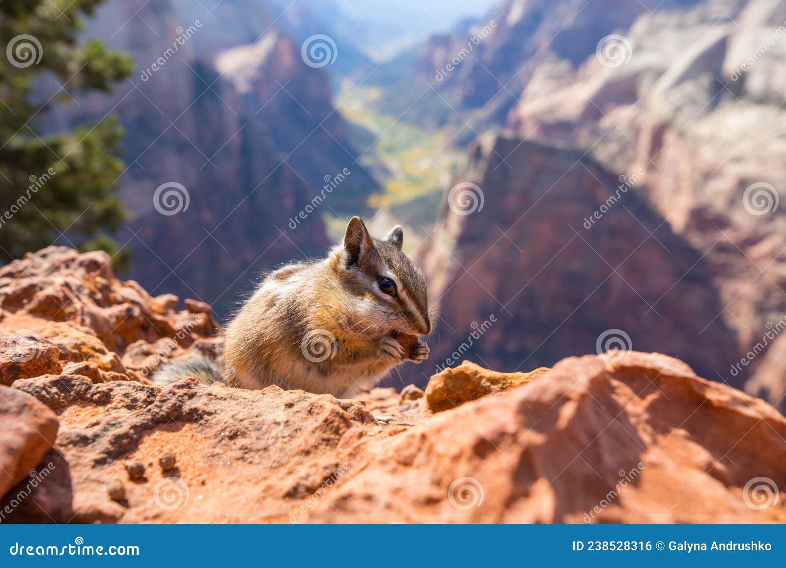 Chipmunk stock photo. Image of nature, fluffy, curiosity - 238528316