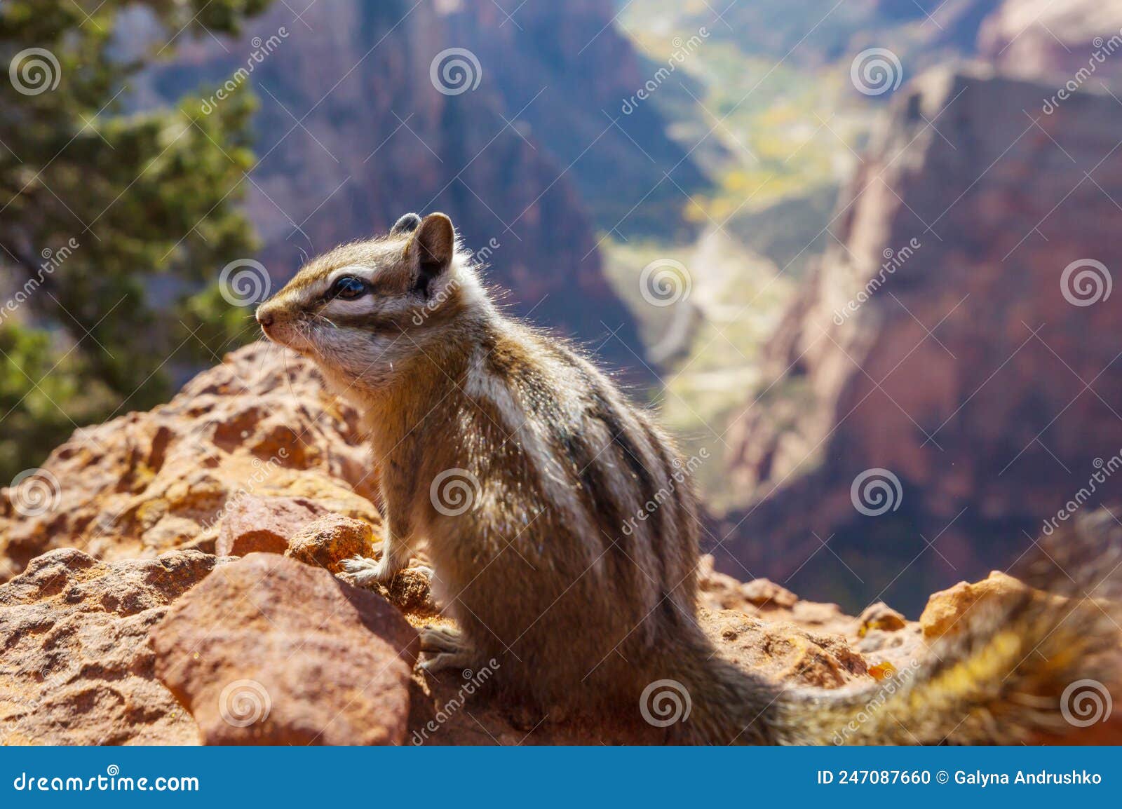 Chipmunk stock photo. Image of america, forest, canada - 247087660