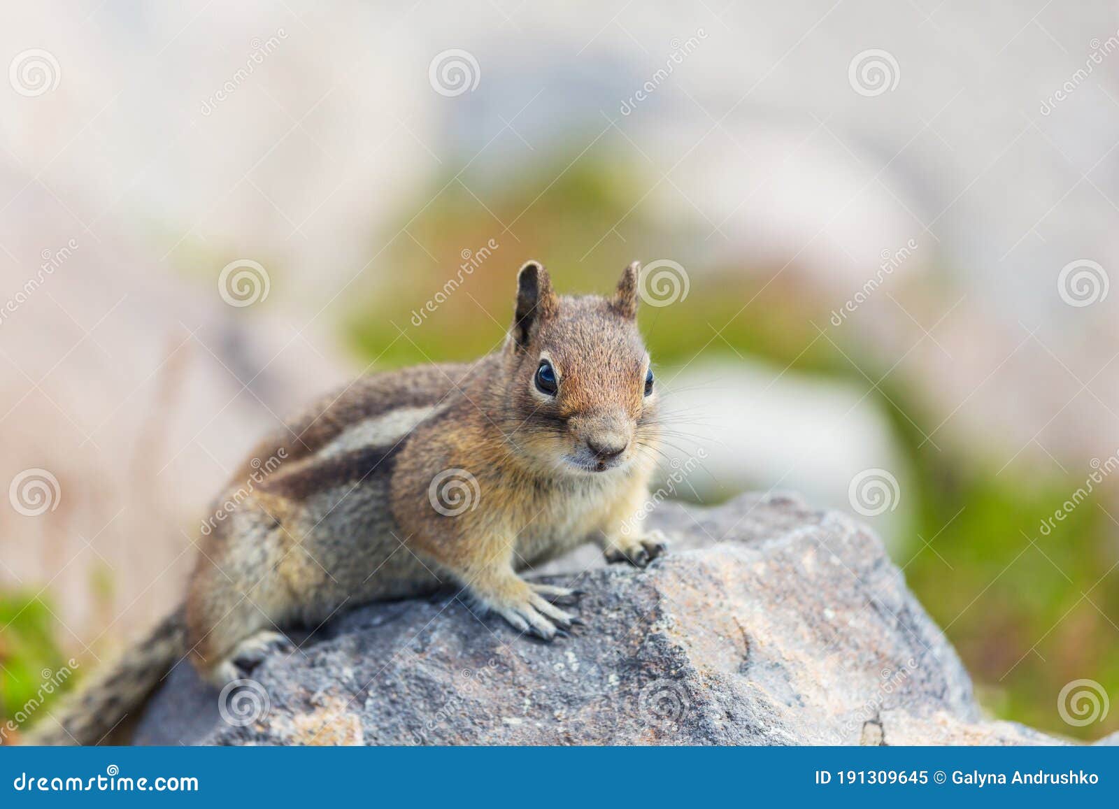 Chipmunk stock image. Image of nature, america, hanging - 191309645