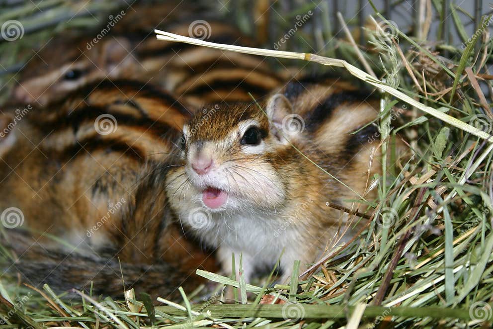 Chipmunk as a pet stock image. Image of woods, wildlife - 1274341
