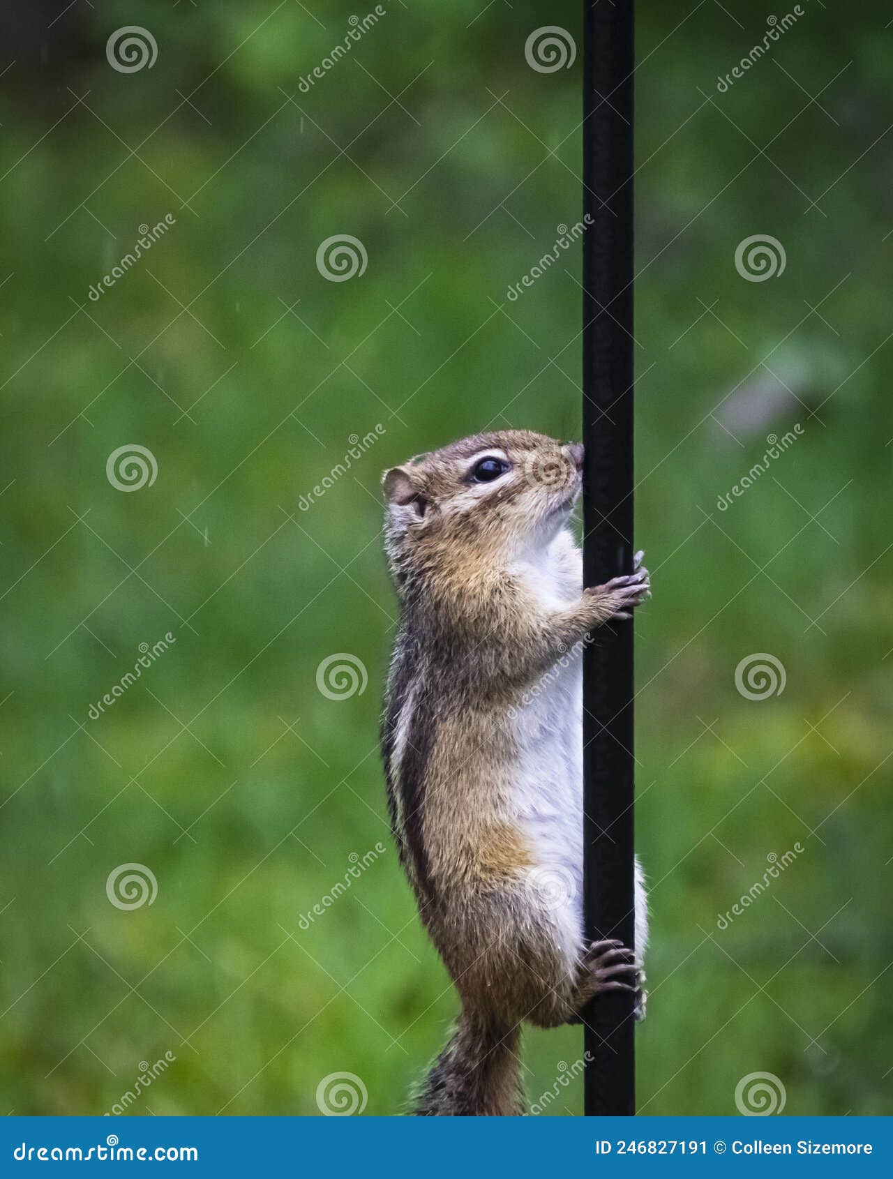 Chipmunk in the Backyard stock image. Image of creature - 246827191