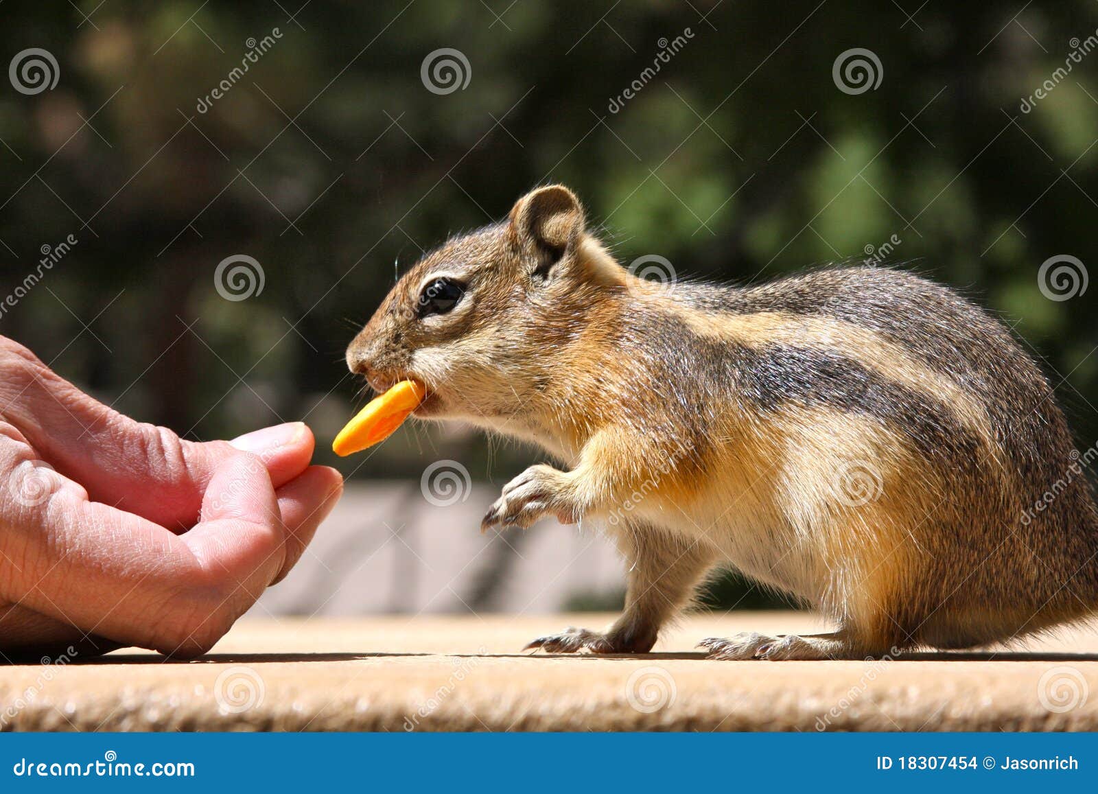 Chipmunk Being Fed stock photo. Image of eating, human - 18307454