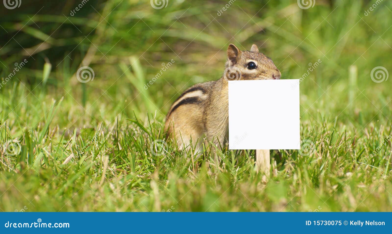 Chipmunk with blank sign. stock image. Image of nature - 15730075