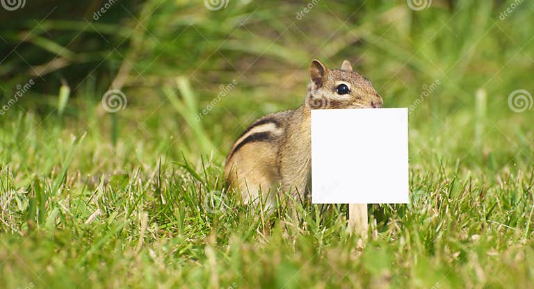 Chipmunk with blank sign. stock image. Image of nature - 15730075