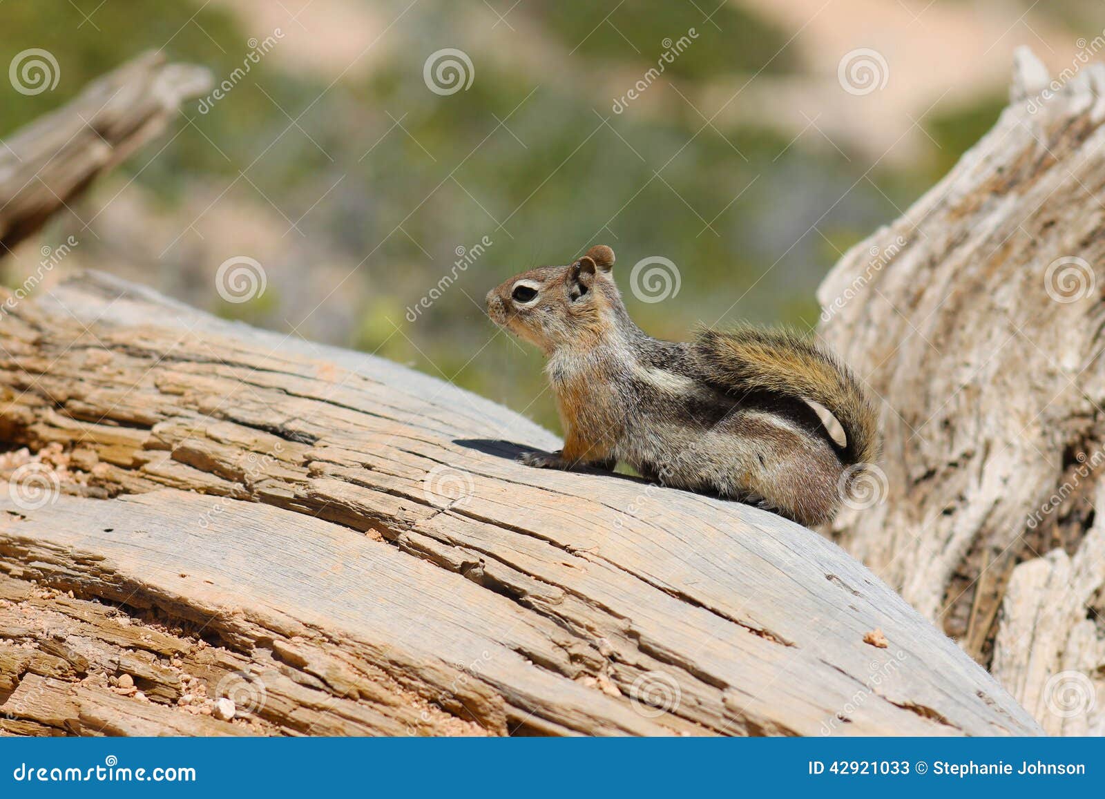 Chipmunk on Branch stock image. Image of climbing, branch - 42921033