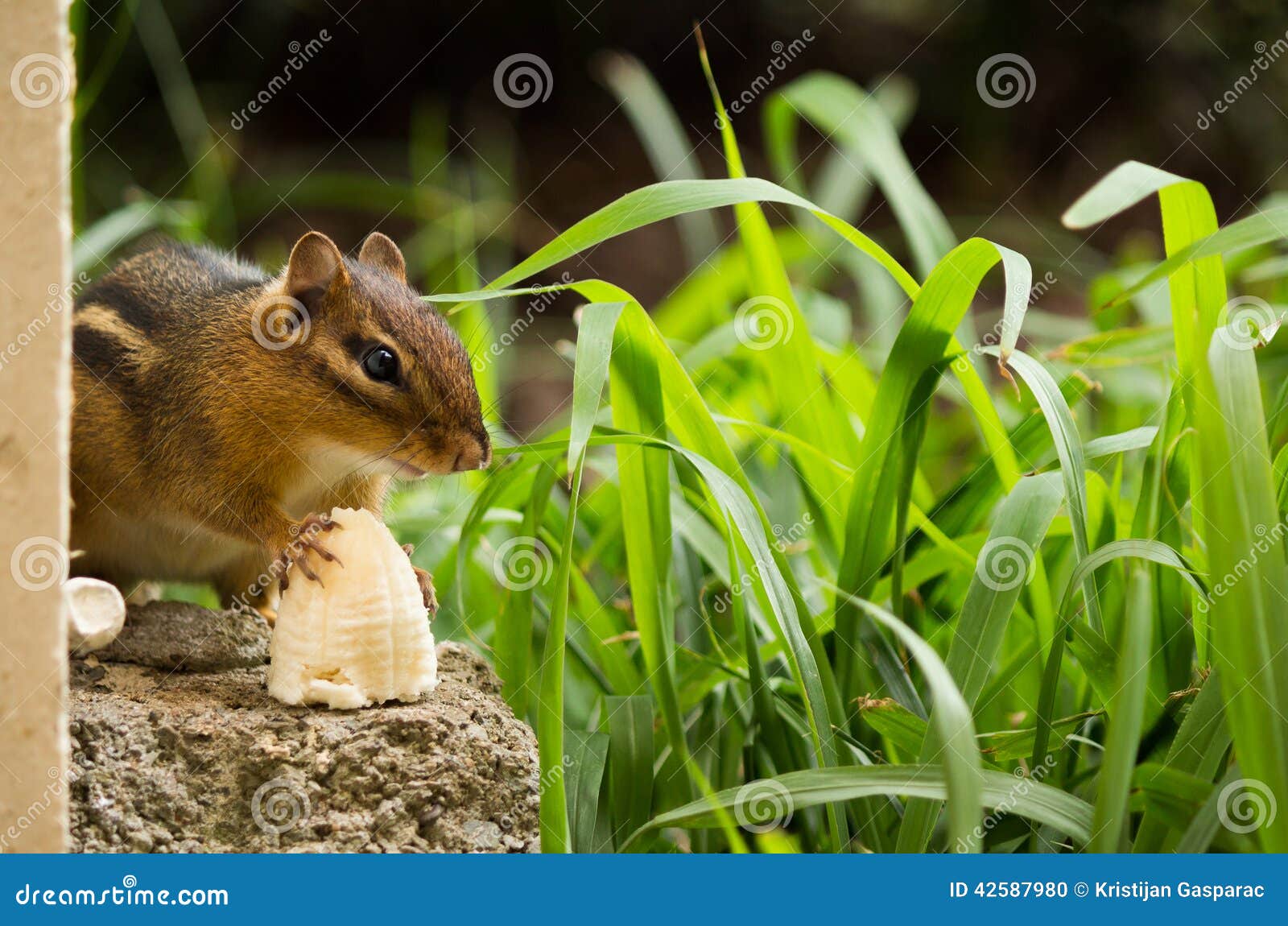 Chipmunk breakfast stock photo. Image of spring, food - 42587980