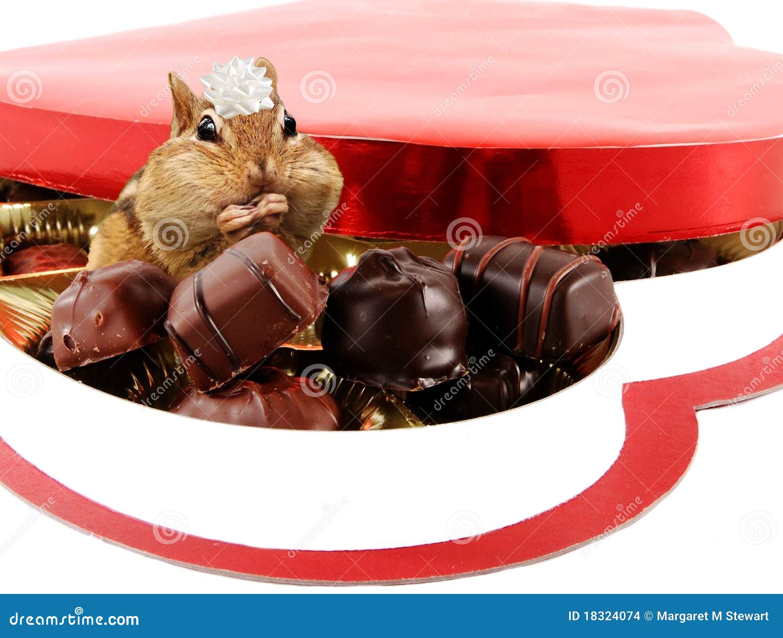 Chipmunk in candy box stock photo. Image of animal, food - 18324074