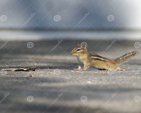 Chipmunk Caught in Its Tracks Stock Photo - Image of rodent, squirrel ...