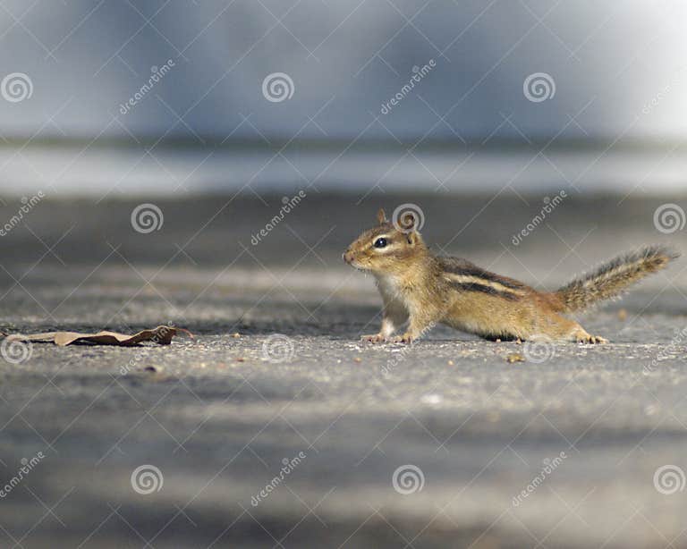 Chipmunk Caught in Its Tracks Stock Photo - Image of rodent, squirrel ...