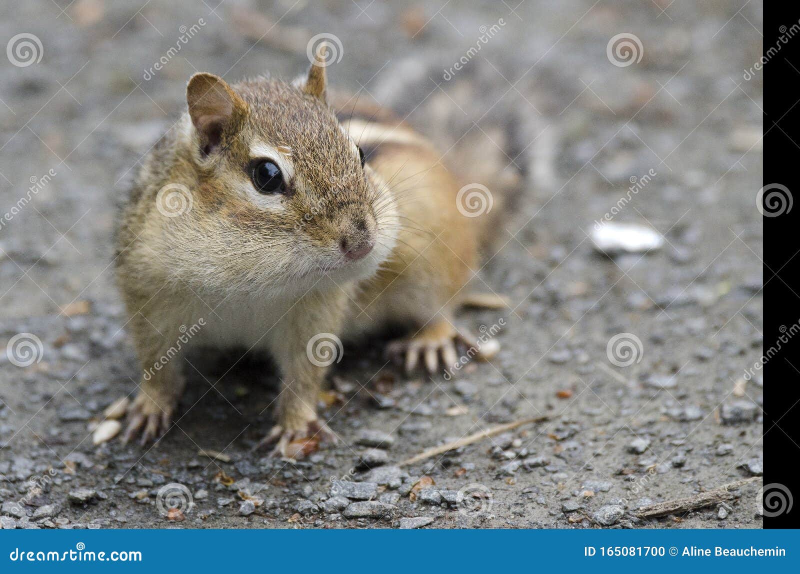 Chipmunk with Cheeks Full of Food Stock Photo - Image of storage, alone ...