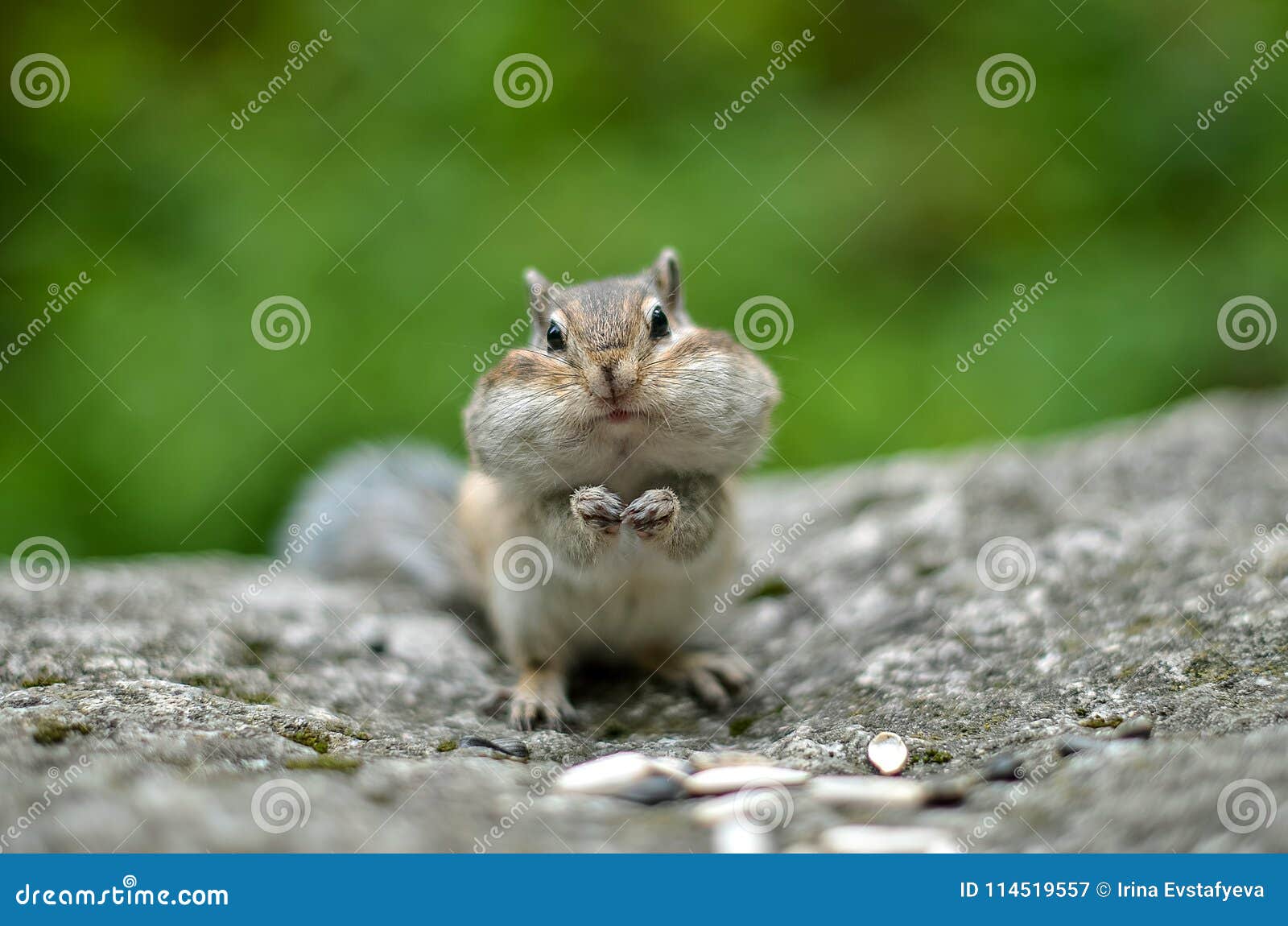Chipmunk With Full Cheeks Scurrying Through Leaves Stock Image ...