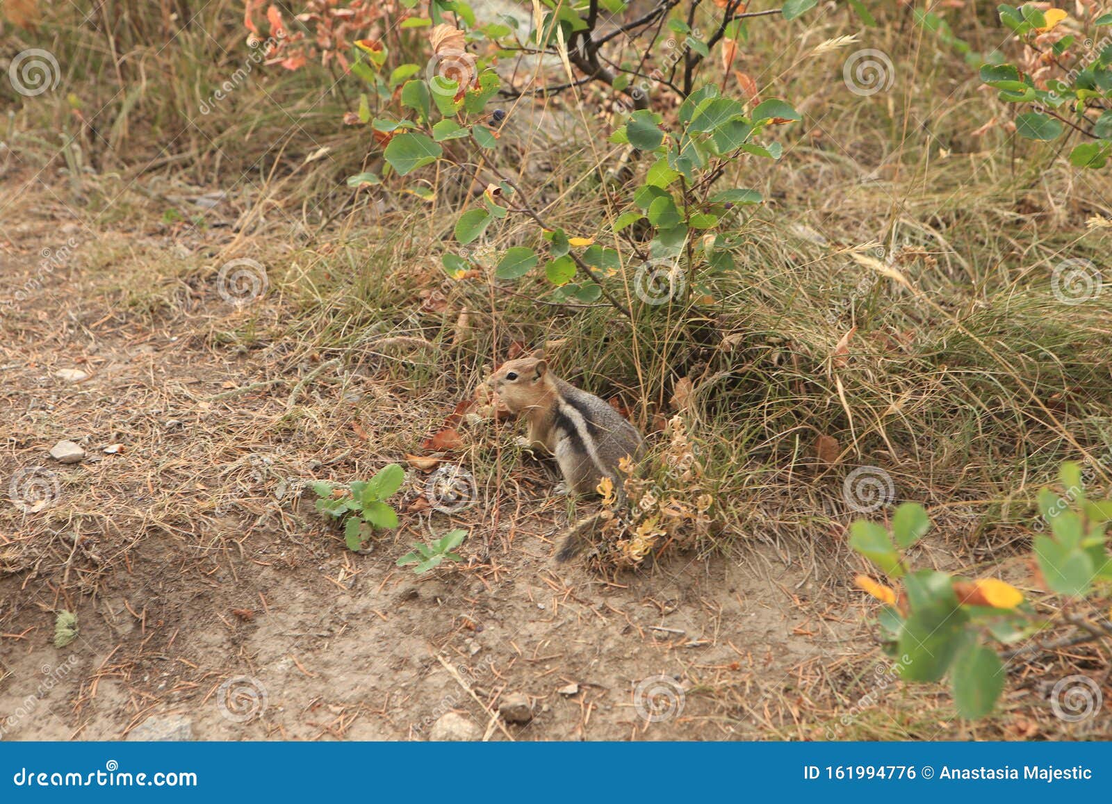 Chipmunk stock photo. Image of place, cheeks, chipmunk - 161994776