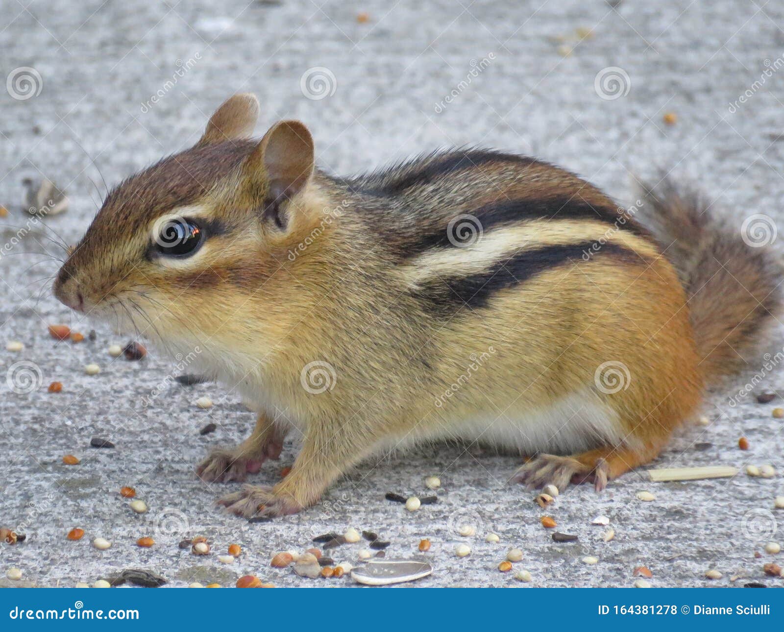 Chipmunk stock photo. Image of rodents, animals, nature - 164381278