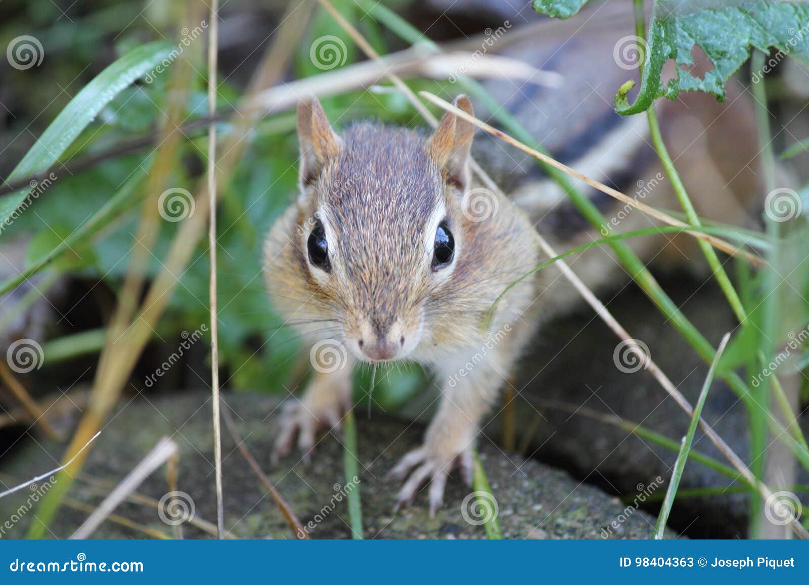Chipmunk stock image. Image of chipmunk, brown, white - 98404363