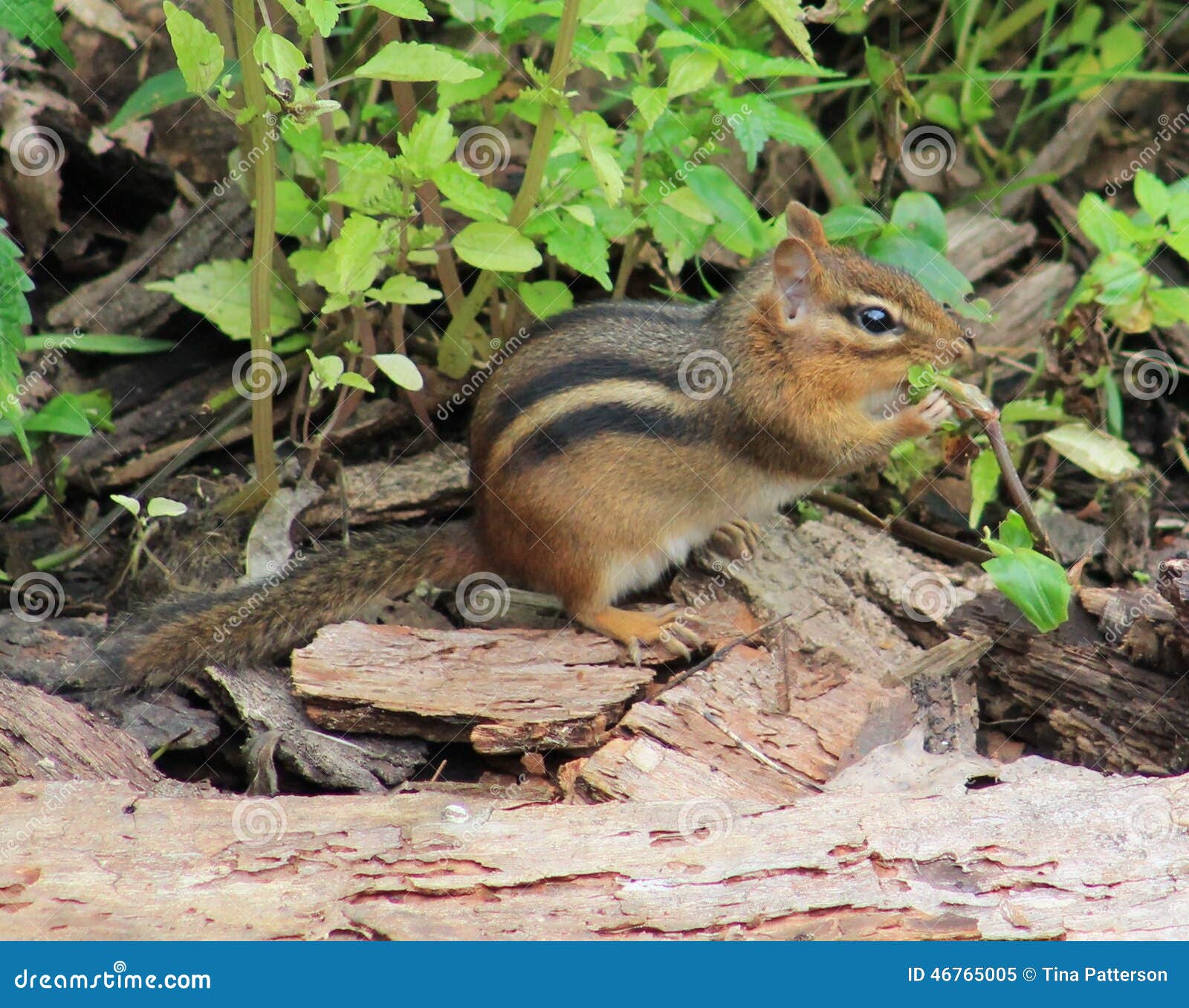 Chipmunk stock image. Image of green, chipmunks, wildlife - 46765005