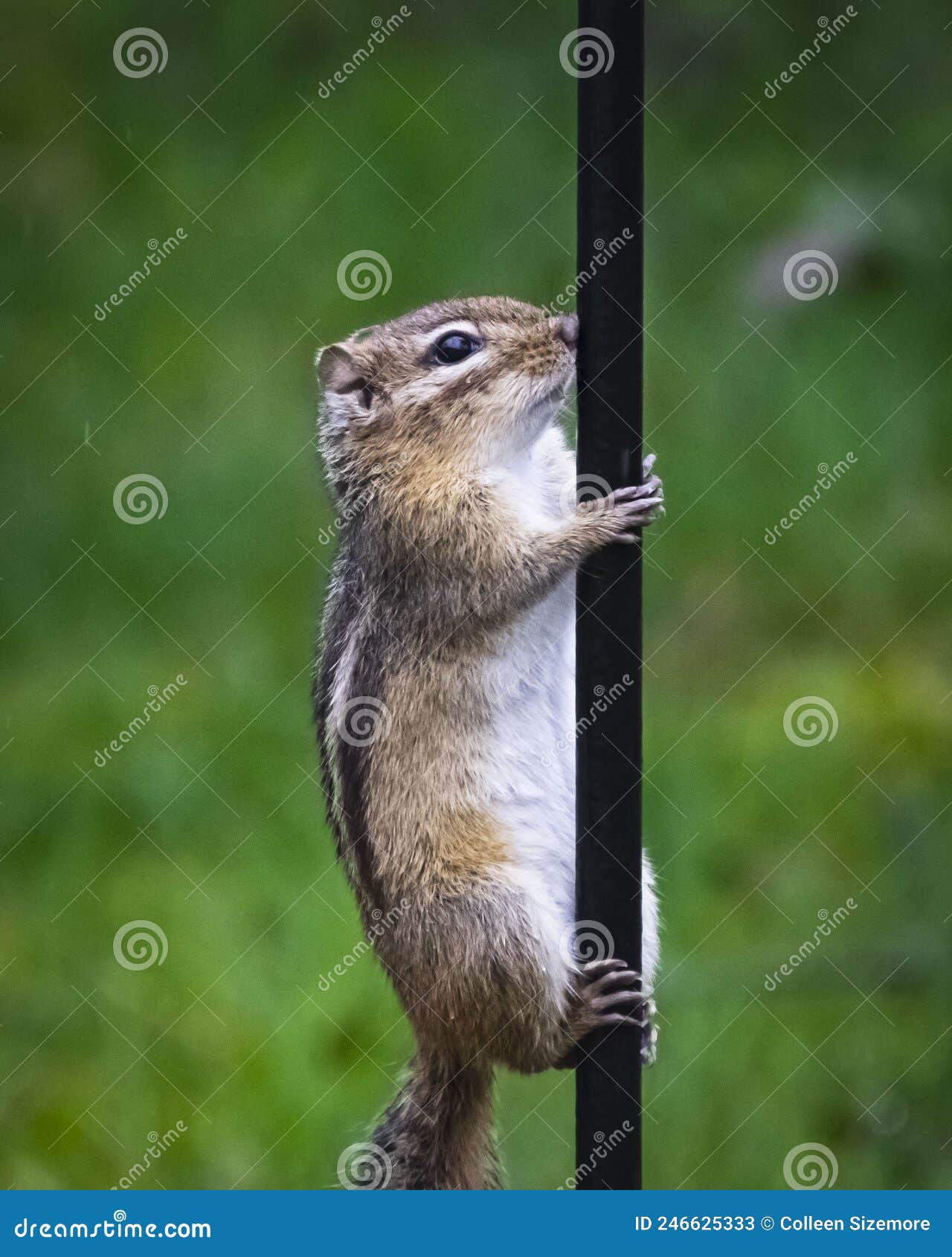 Chipmunk Climbing on Bird Feeder Stock Image - Image of mammal, bird ...