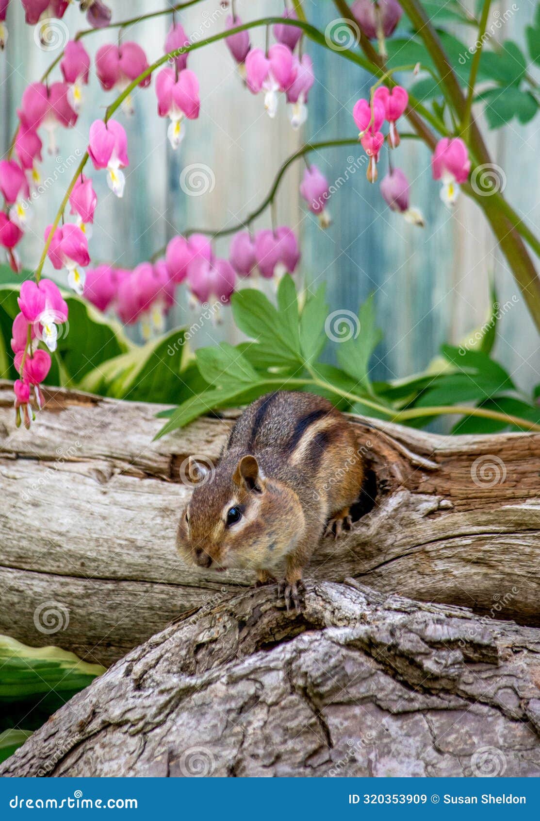 Chipmunk Climbing Out of a Log Stock Image - Image of natural, brown ...