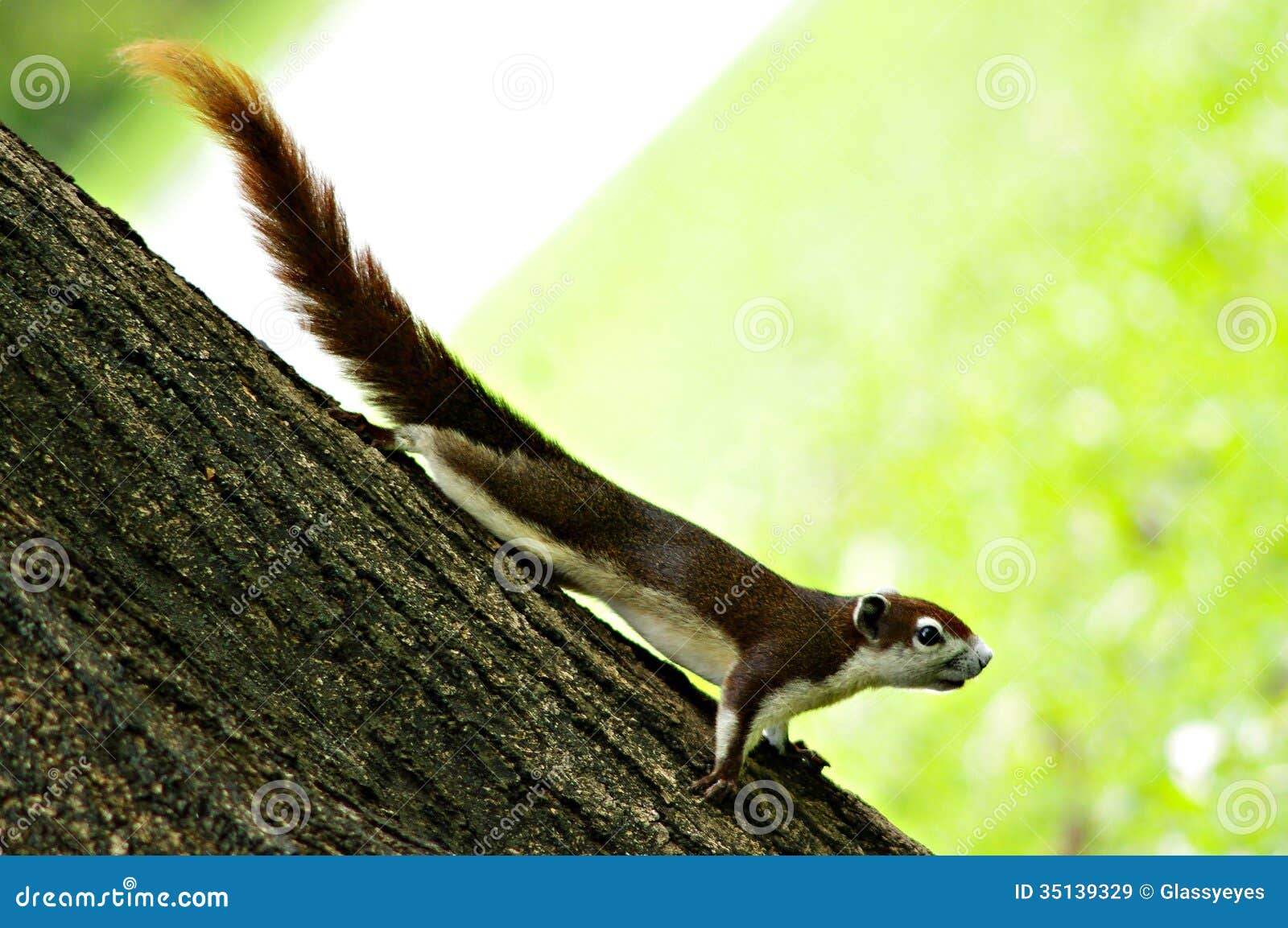 Chipmunk stock image. Image of chippers, chipmonk, munks - 35139329