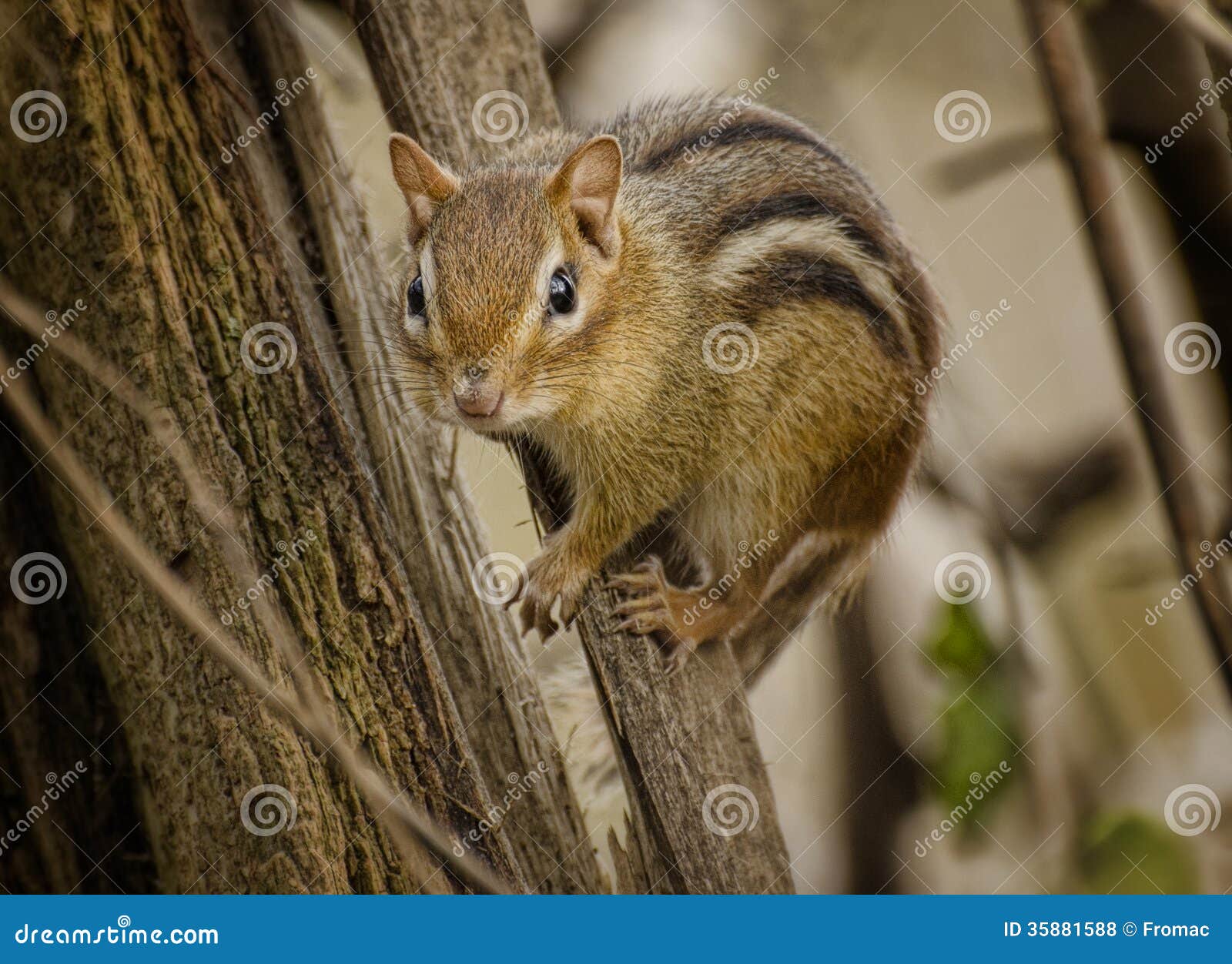 Chipmunk stock photo. Image of paws, tail, tree, rodent - 35881588